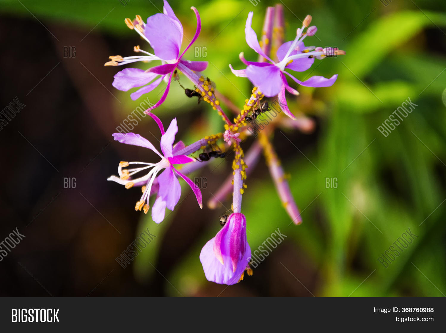 Ants On Flower Spring Image & Photo (Free Trial) | Bigstock