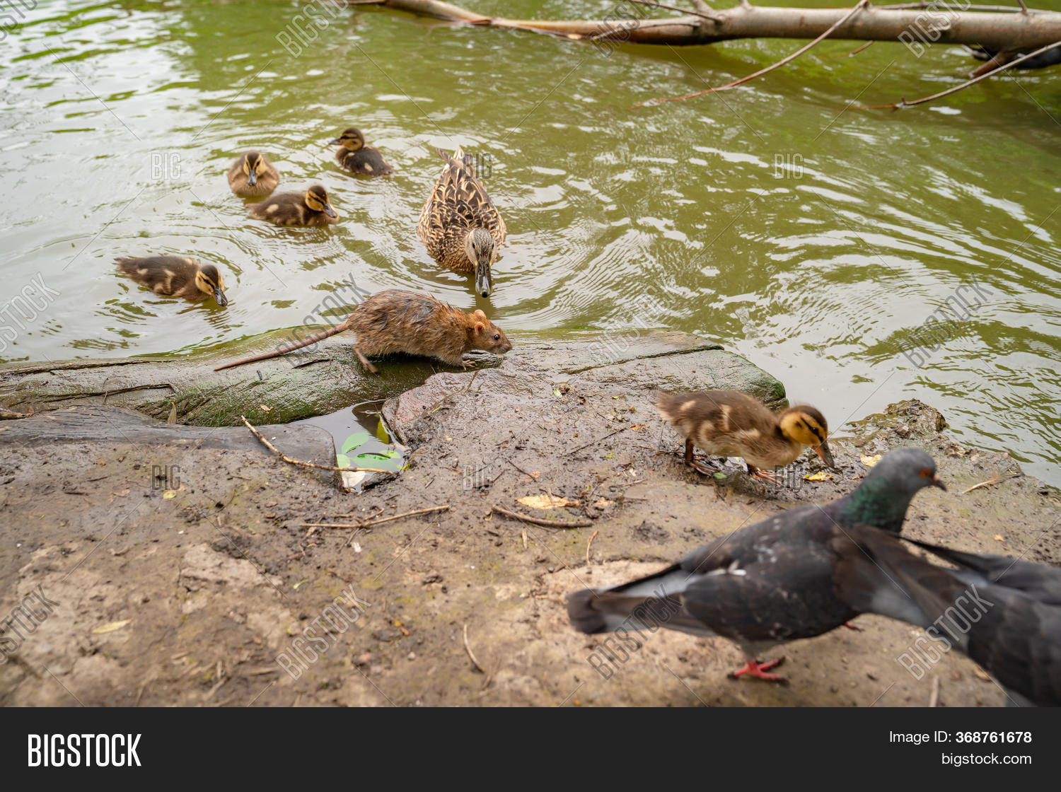 Water Spit Rat, Duck Image & Photo (Free Trial) | Bigstock