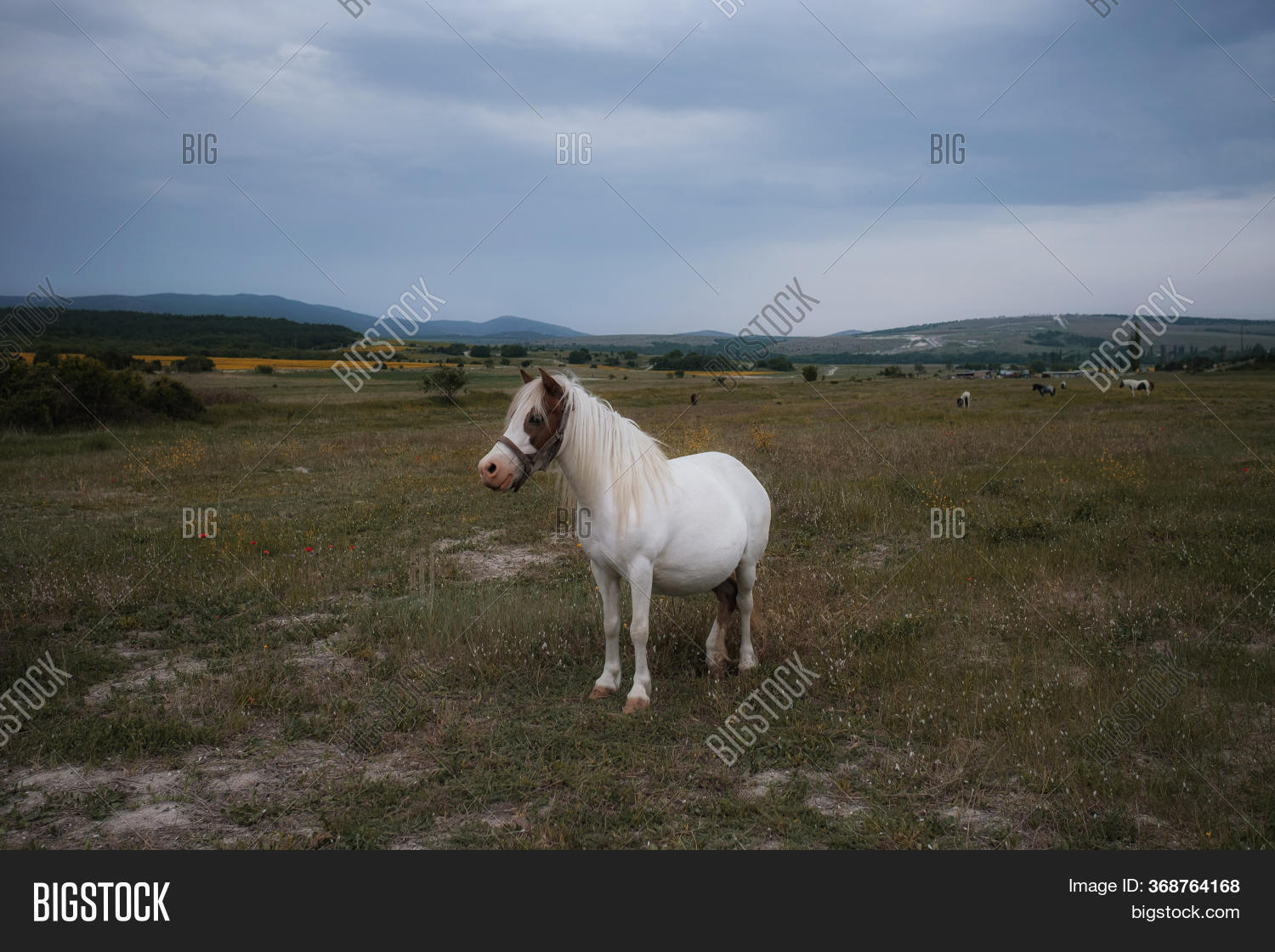 Beautiful White Pony Image & Photo (Free Trial) | Bigstock