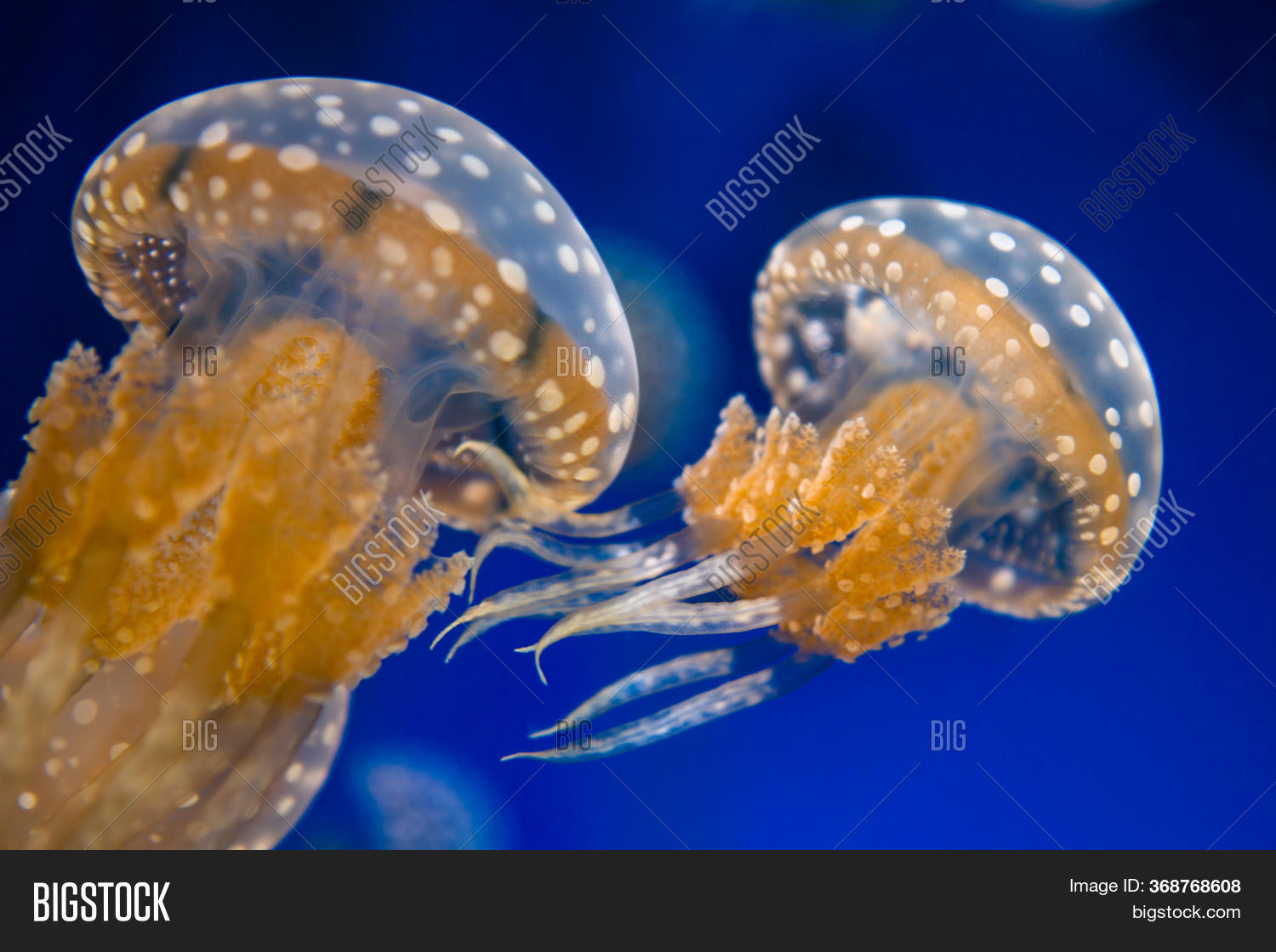 Striped Jellyfish Image & Photo (Free Trial) | Bigstock