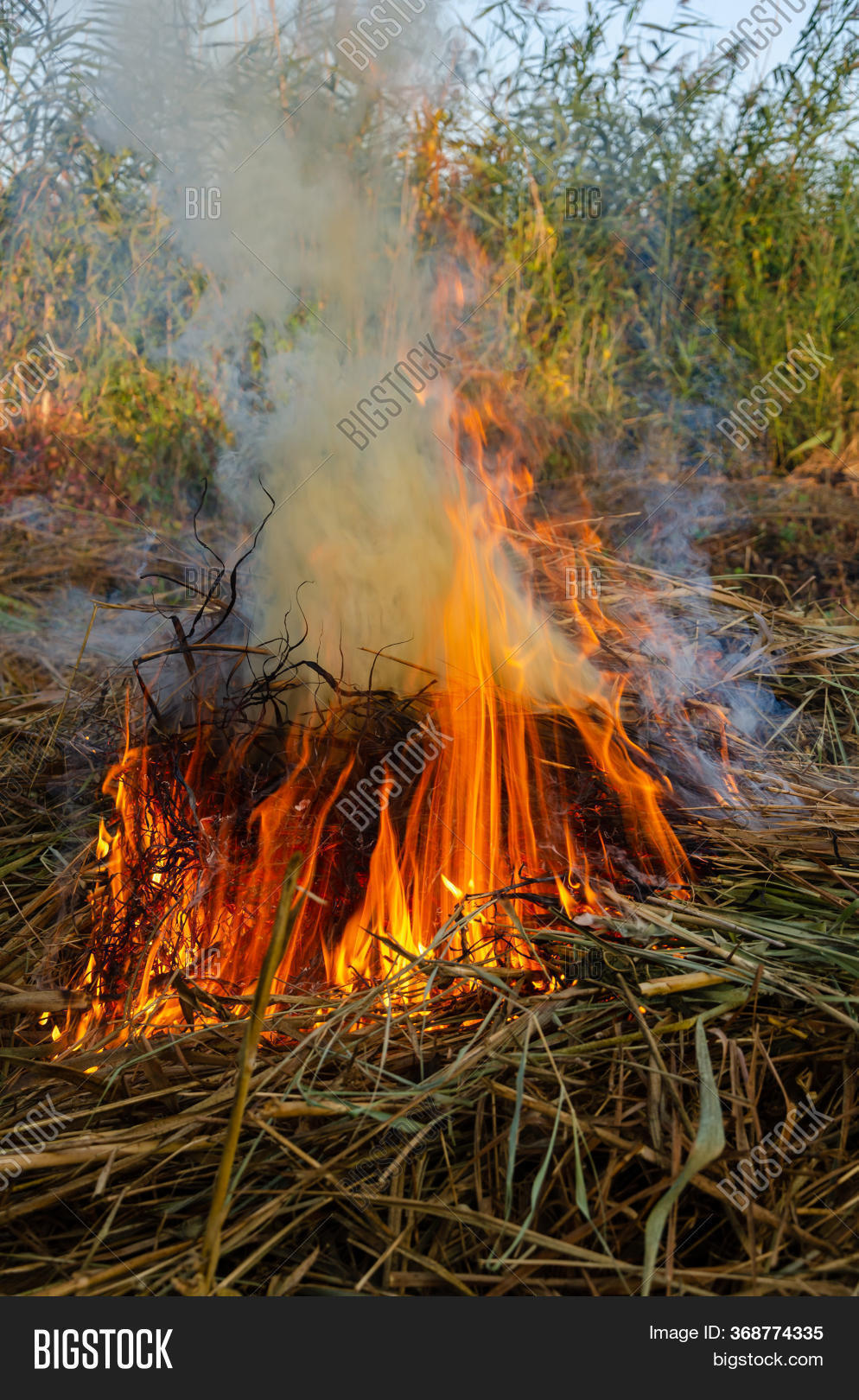 Reeds Burning Fumes Image & Photo (Free Trial) | Bigstock