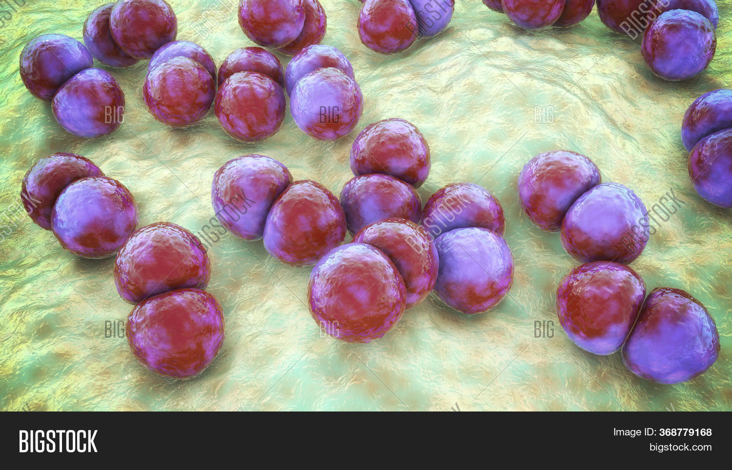 Bacteria Streptococcus Image & Photo (Free Trial) | Bigstock