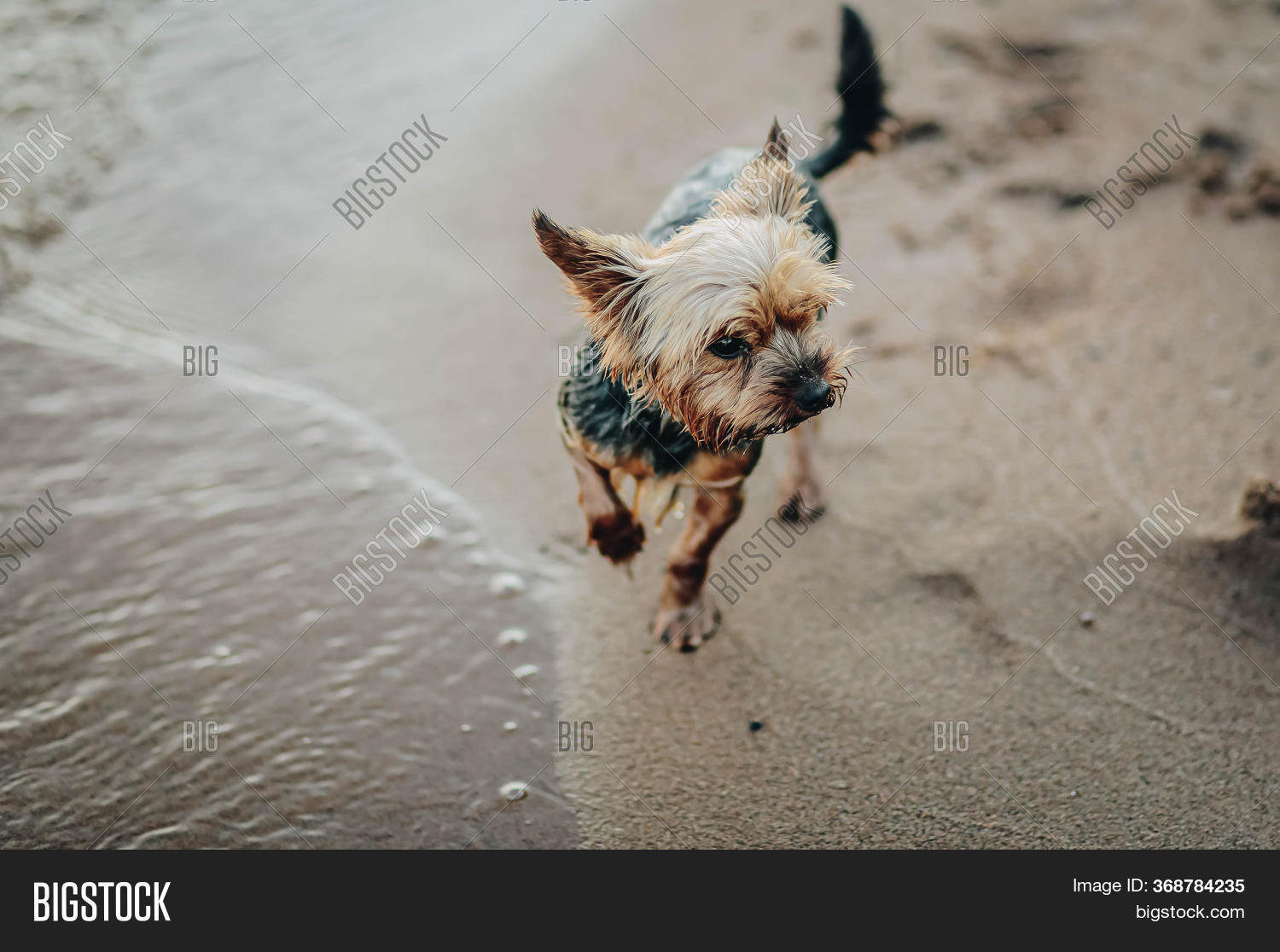 Yorkshire Terrier On Image & Photo (Free Trial) | Bigstock