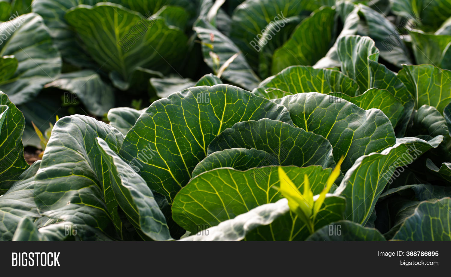 Cabbage Field Sunset Image & Photo (Free Trial) | Bigstock
