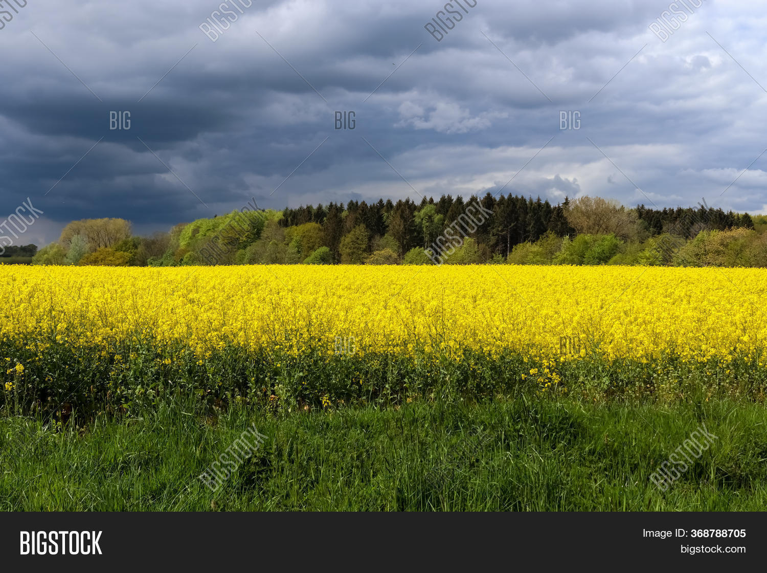 Yellow Field Flowering Image & Photo (Free Trial) | Bigstock