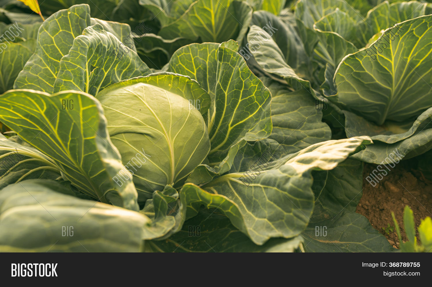 Cabbage Field Sunset Image & Photo (Free Trial) | Bigstock