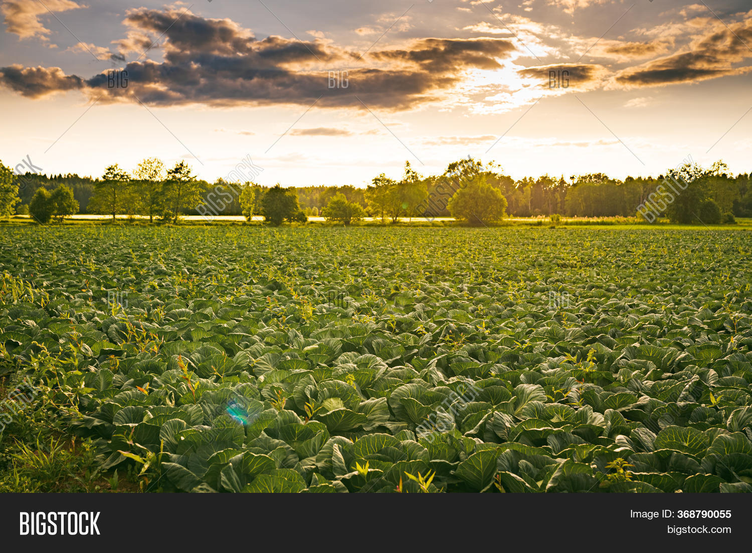 Cabbage Field Sunset Image & Photo (Free Trial) | Bigstock