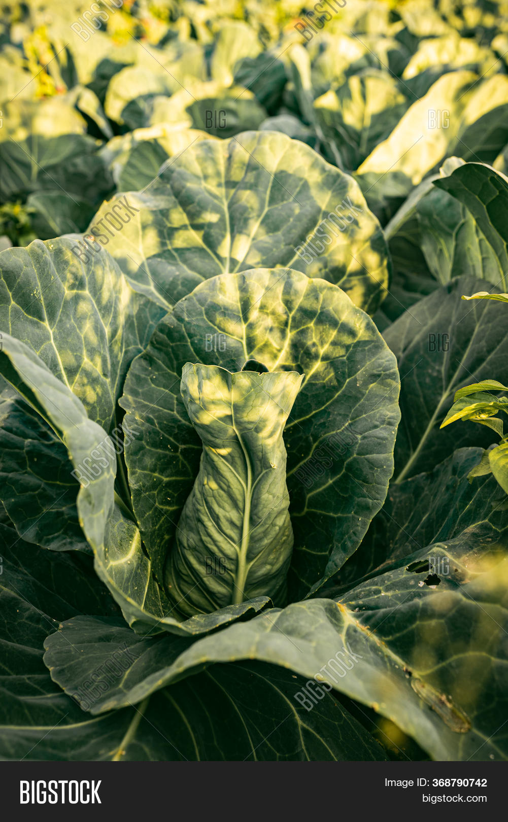 Cabbage Field Sunset Image & Photo (Free Trial) | Bigstock