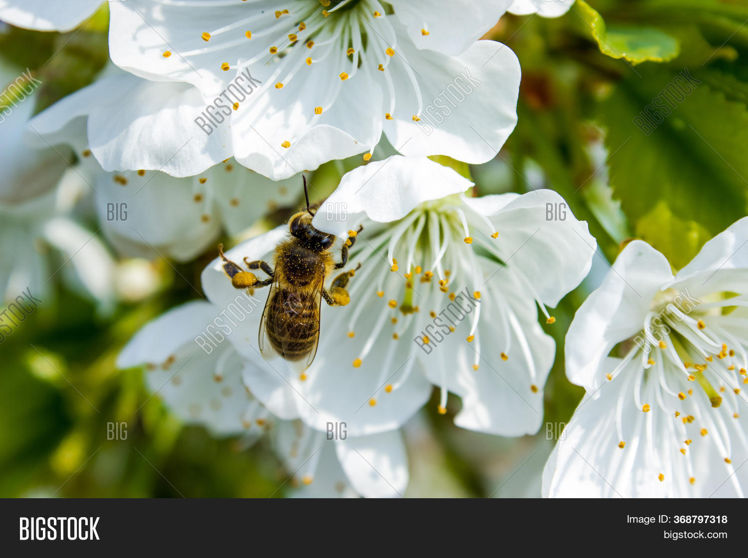 Bee Pollinates White Image & Photo (Free Trial) | Bigstock