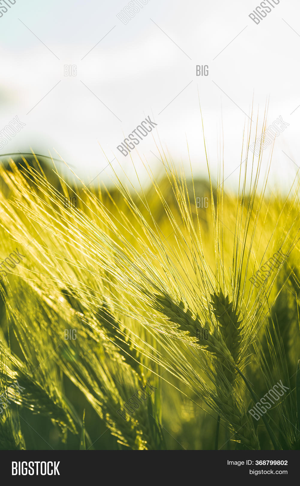 Green Wheat On Field Image & Photo (Free Trial) | Bigstock
