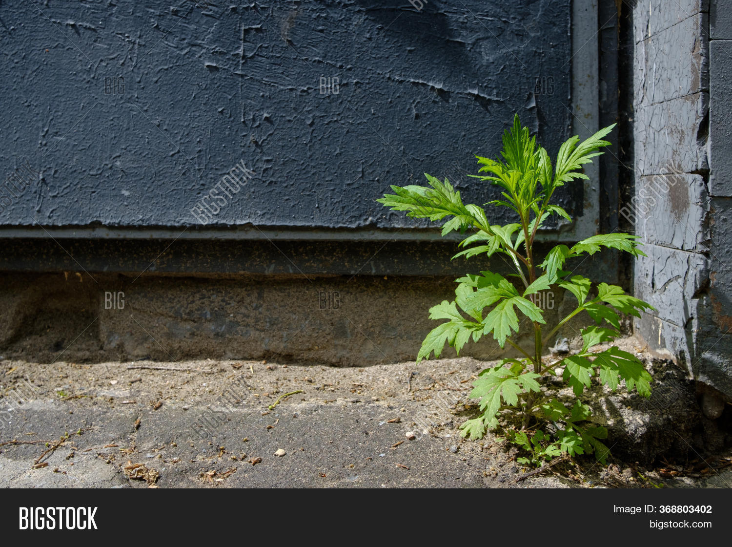 Lonely Small Plant Image & Photo (Free Trial) | Bigstock