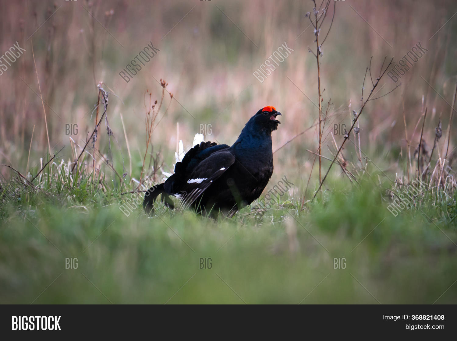 Black Grouse On Meadow Image & Photo (Free Trial) | Bigstock