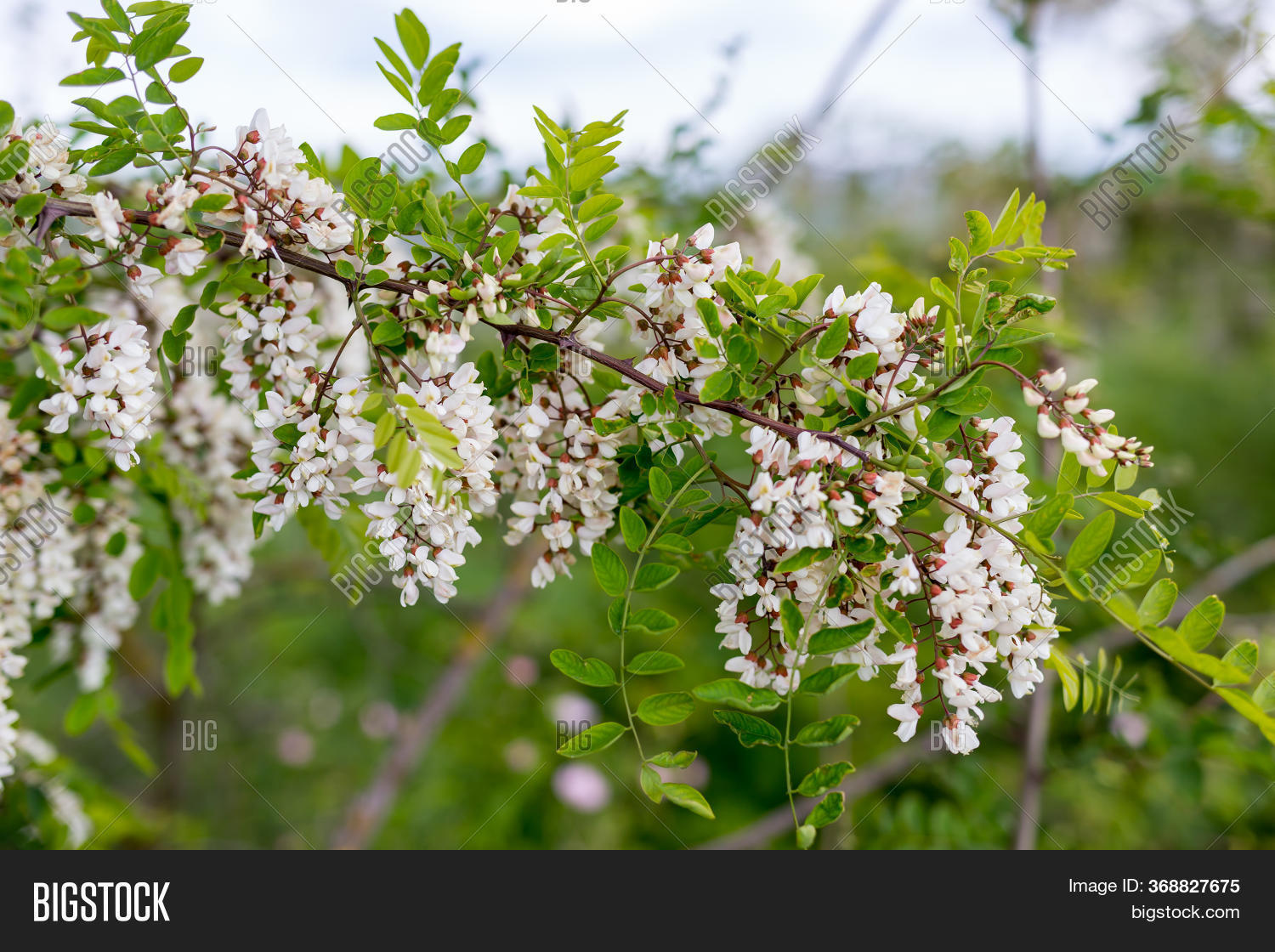 Acacia Bloom, Acacia Image & Photo (Free Trial) | Bigstock