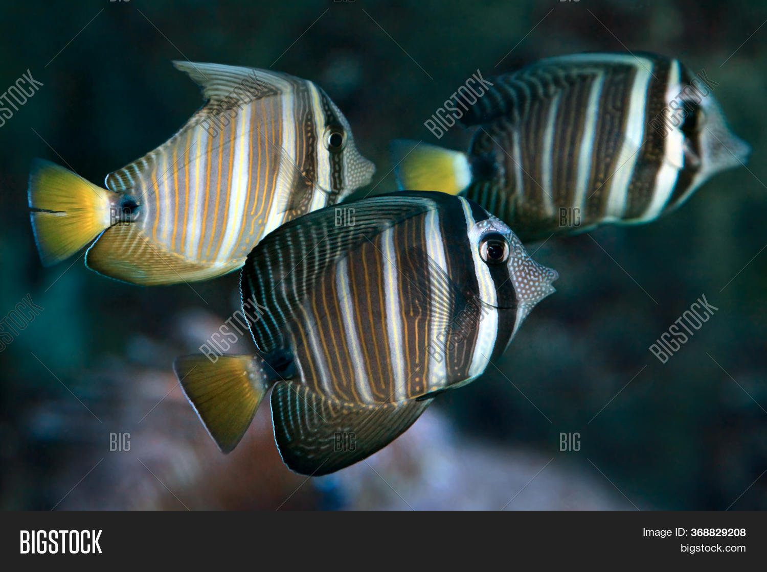 Red Sea Sailfin Tang Image & Photo (Free Trial) | Bigstock