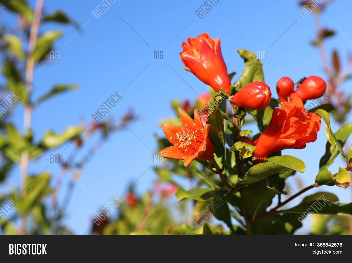 Pomegranates Bloom Image & Photo (Free Trial) | Bigstock