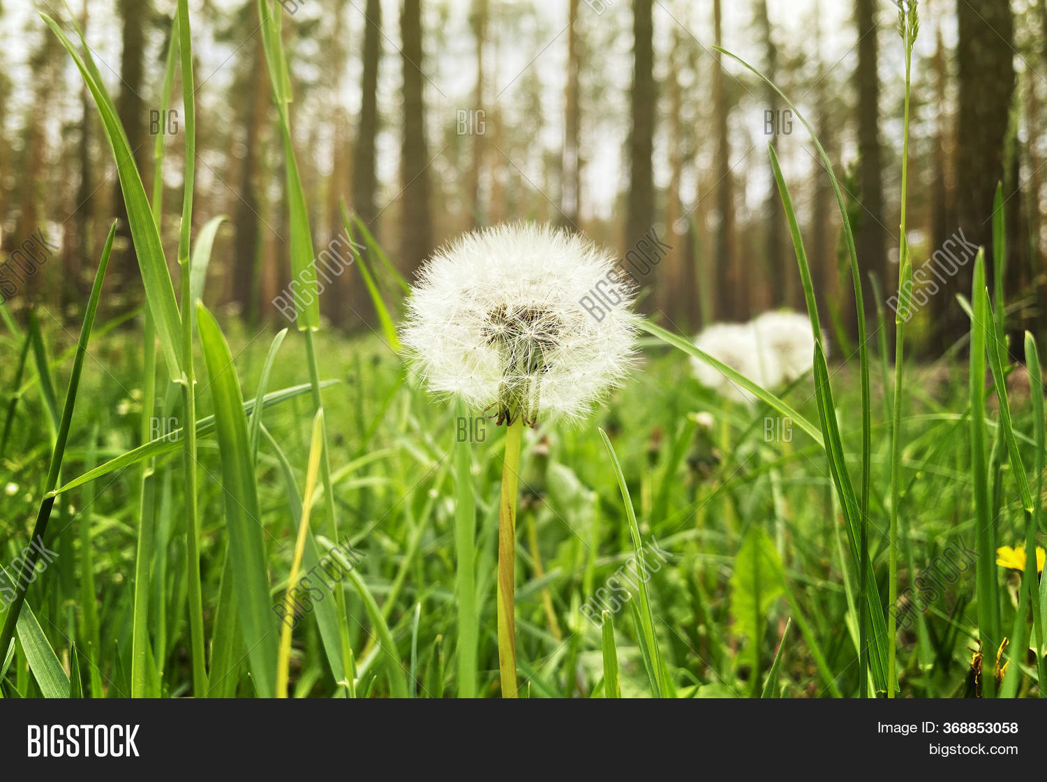 Fluffy Dandelion On Image & Photo (Free Trial) | Bigstock