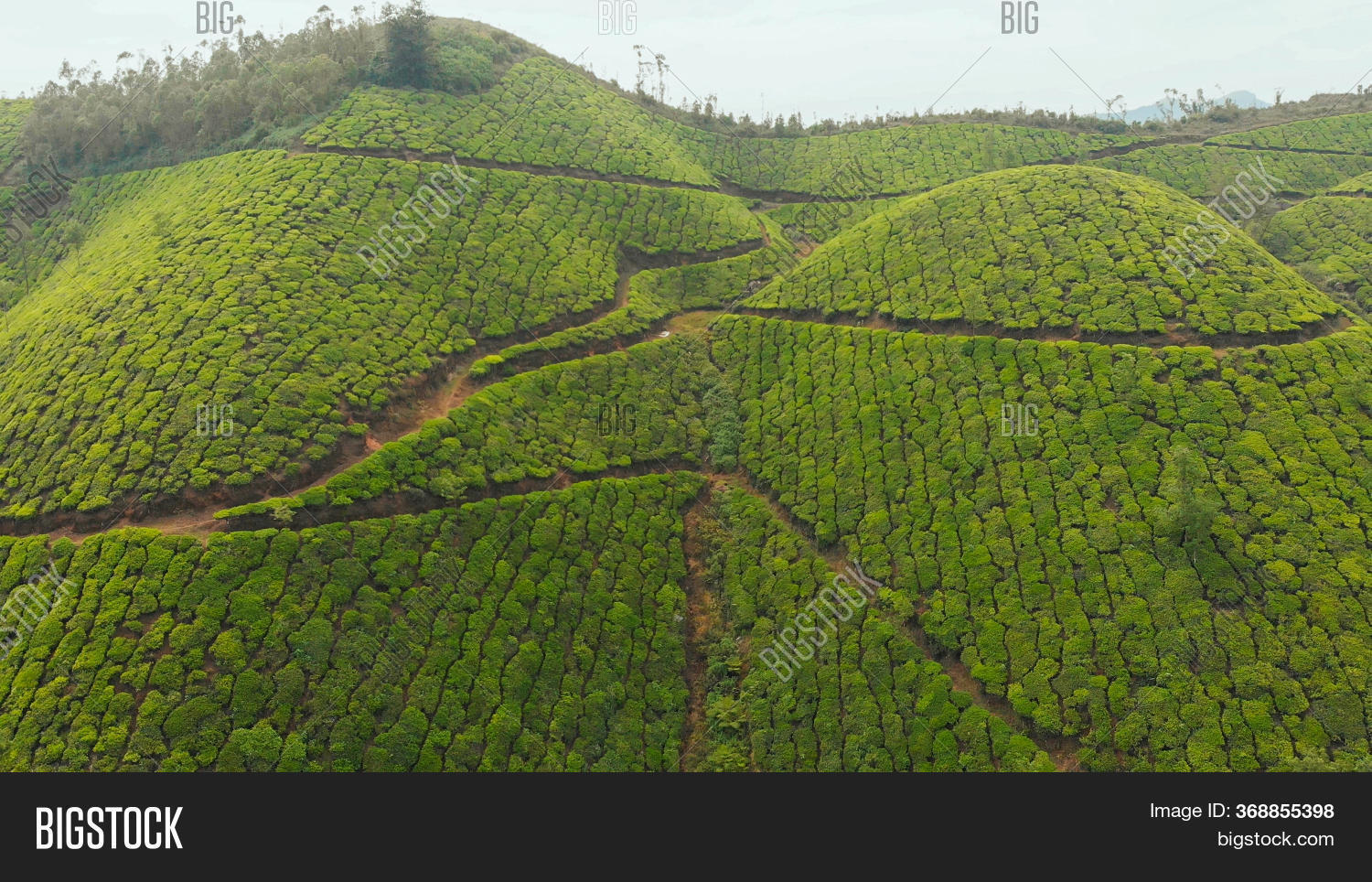 Aerial View Drone Tea Image & Photo (Free Trial) | Bigstock