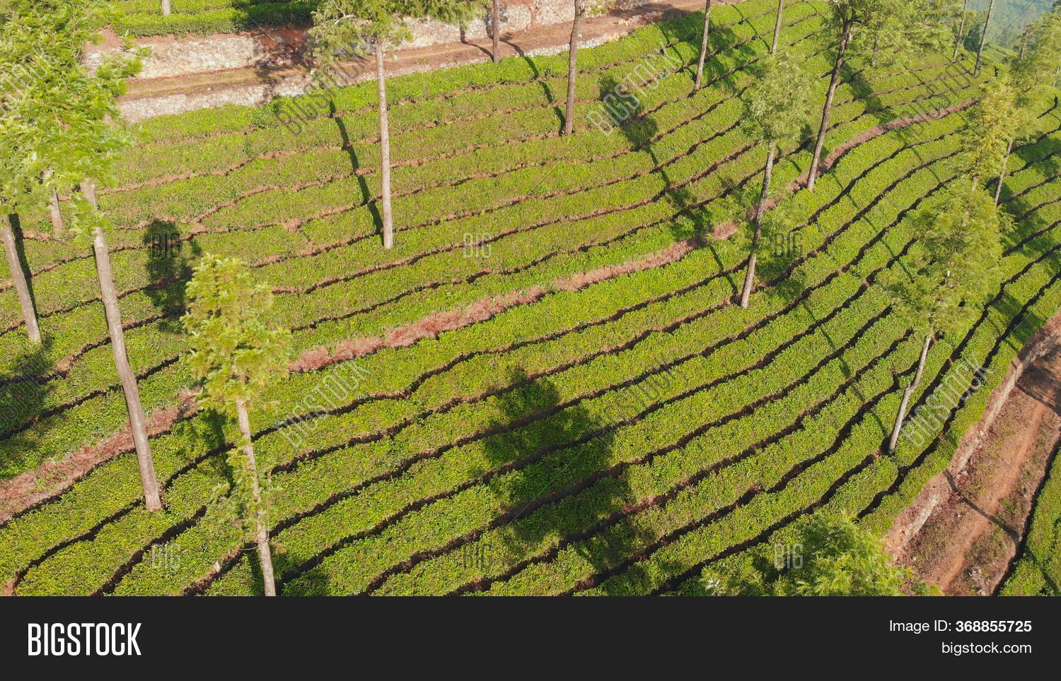 Aerial View Drone Tea Image & Photo (Free Trial) | Bigstock