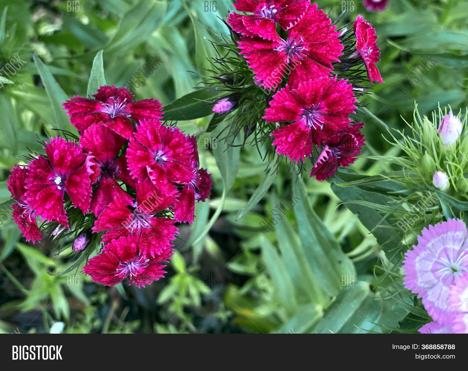 Blooming Turkish Image & Photo (Free Trial) | Bigstock