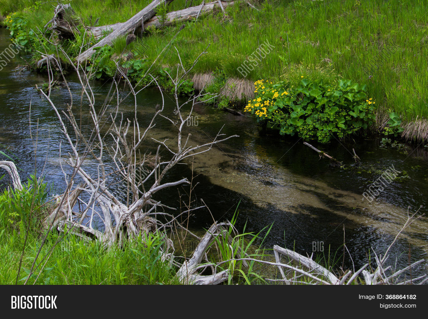 Yellow Marsh Marigolds Image & Photo (Free Trial) | Bigstock