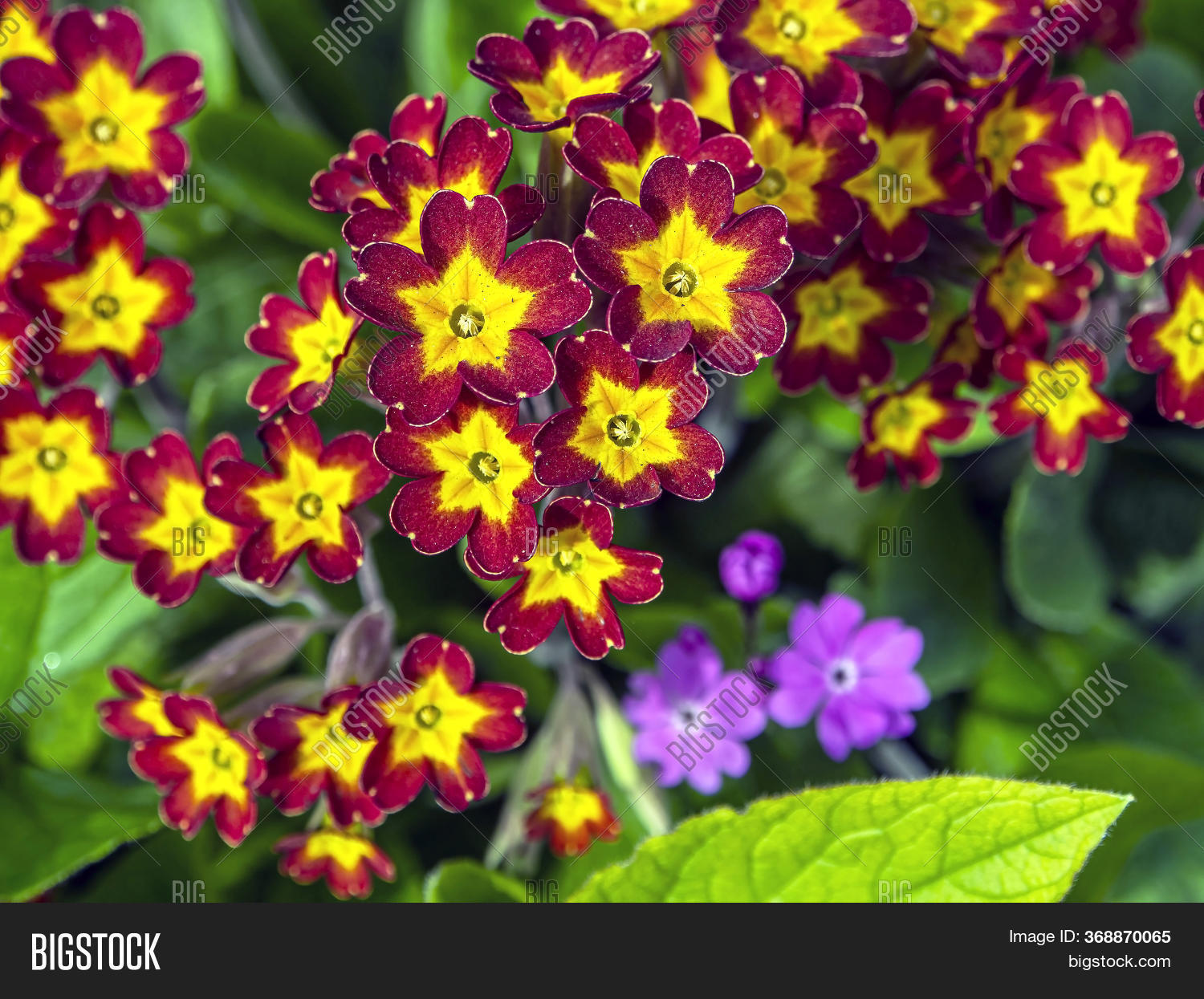 Red Primrose Flowers Image & Photo (Free Trial) | Bigstock