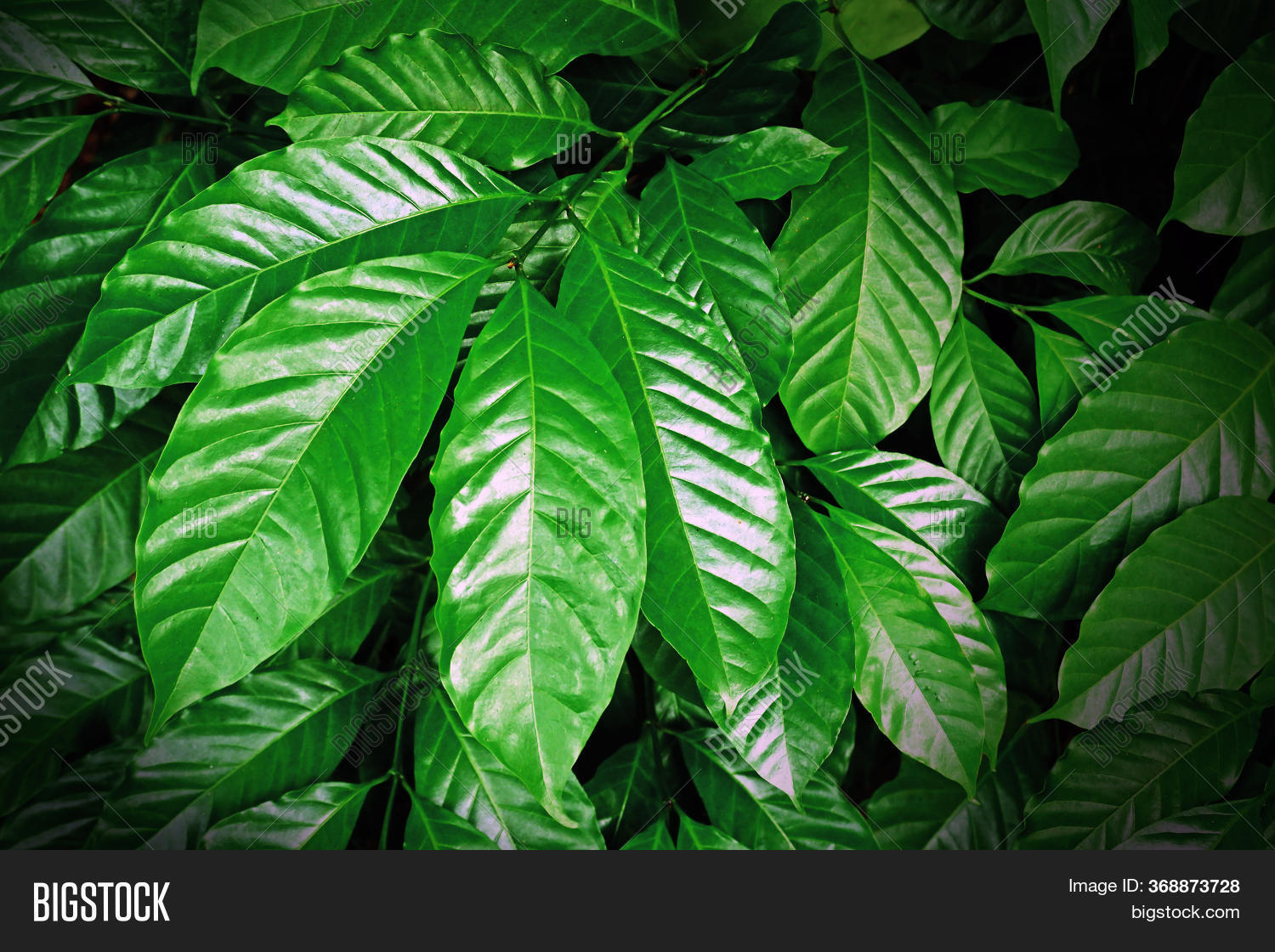 Green Leaves Arabica Image & Photo (Free Trial) | Bigstock