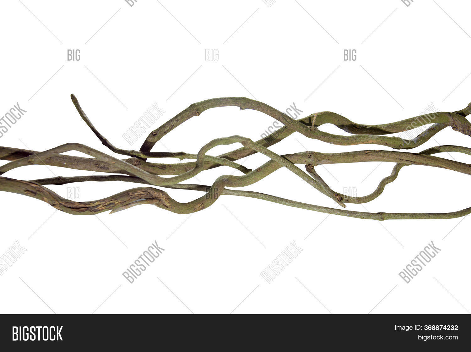 Wood Root. Spiral Image & Photo (Free Trial) | Bigstock