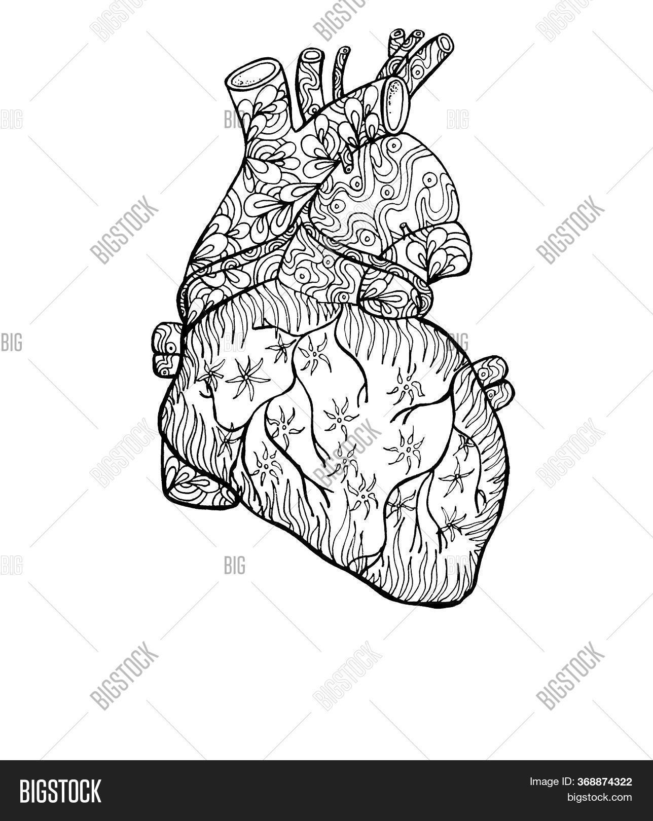 Outline Human Heart Image & Photo (Free Trial) | Bigstock
