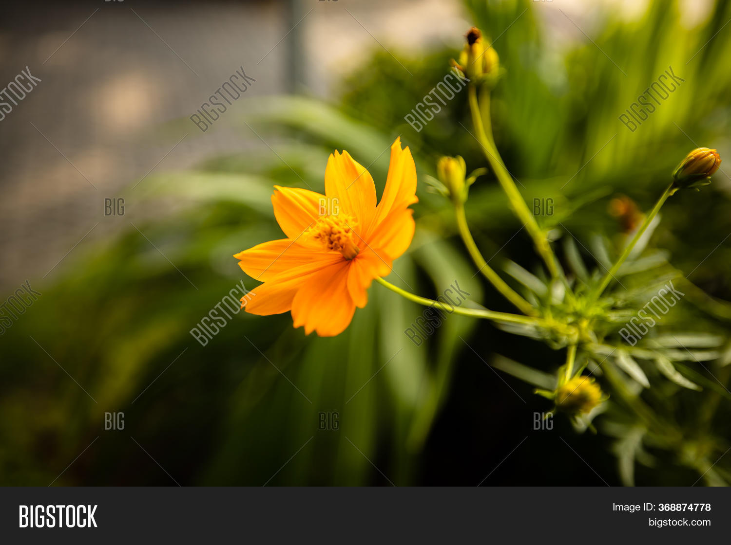 Small Marigold Green Image & Photo (Free Trial) | Bigstock