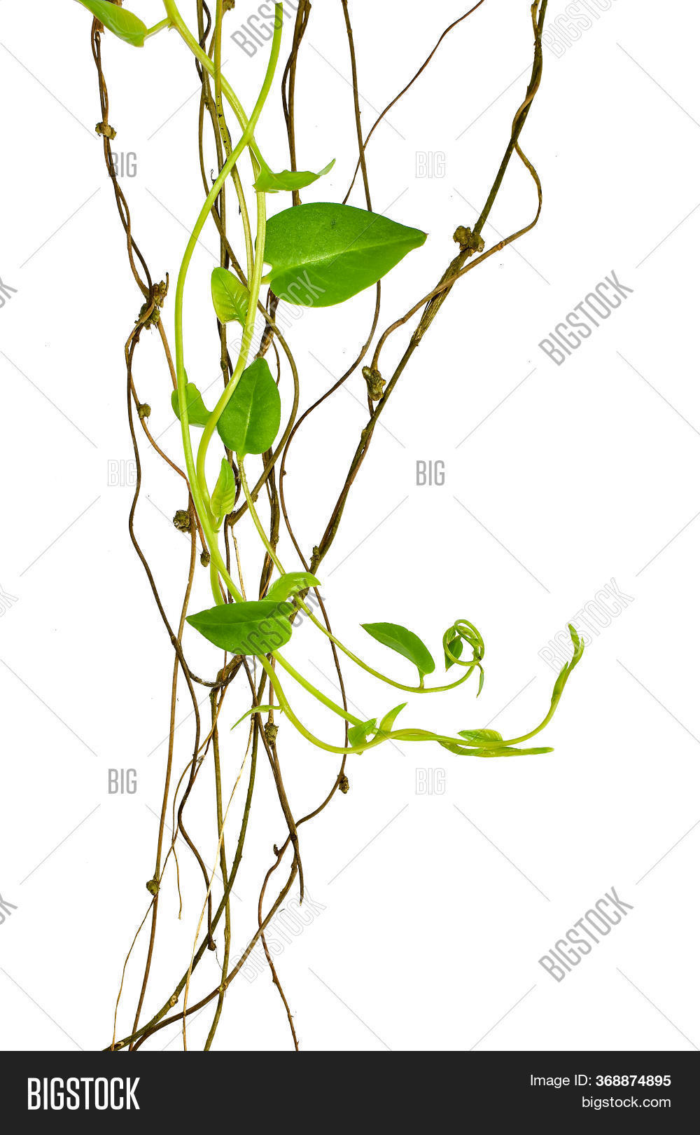 Twisted Heart Shaped Image & Photo (Free Trial) | Bigstock