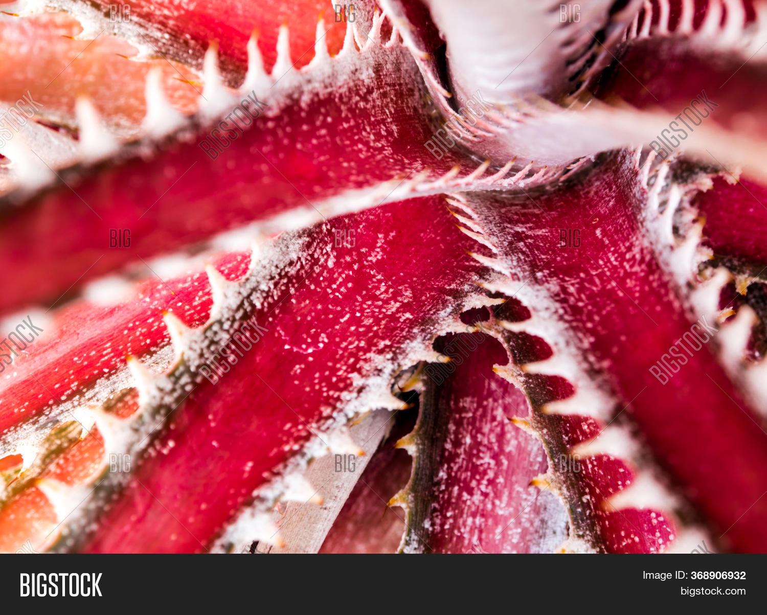 Detail Texture Thorns Image & Photo (Free Trial) | Bigstock