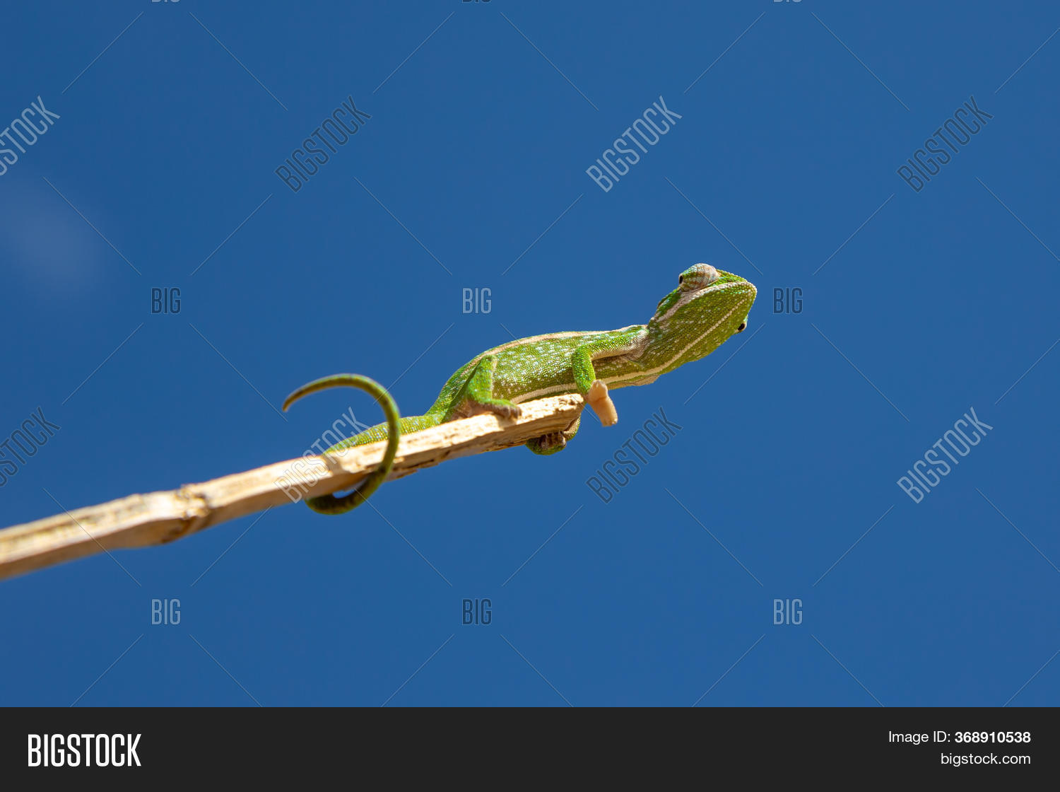 Chameleon Moves Along Image & Photo (Free Trial) | Bigstock