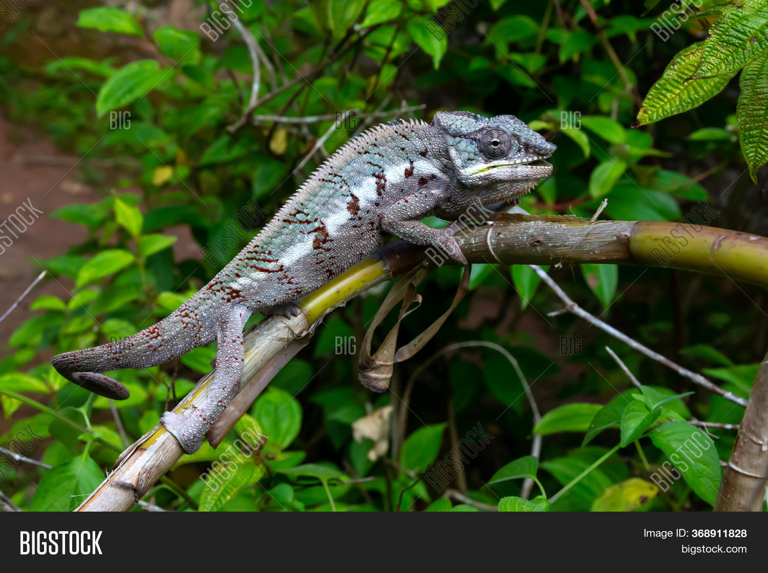 Chameleon Moves Along Image & Photo (Free Trial) | Bigstock