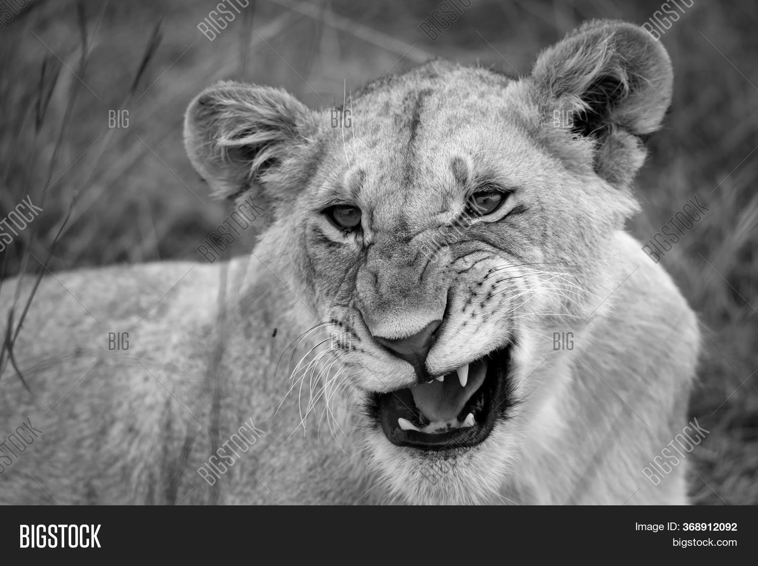 Face Young Lioness Image & Photo (Free Trial) | Bigstock