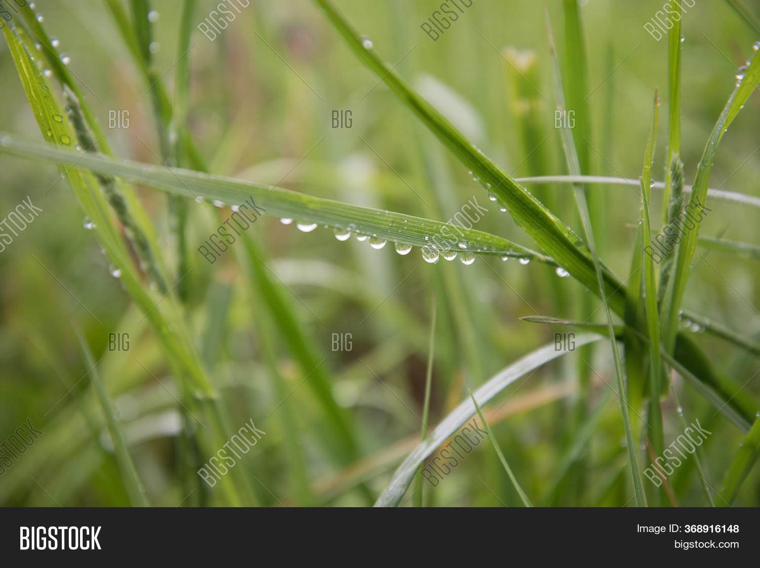 Leaves Juicy Grass Image & Photo (Free Trial) | Bigstock