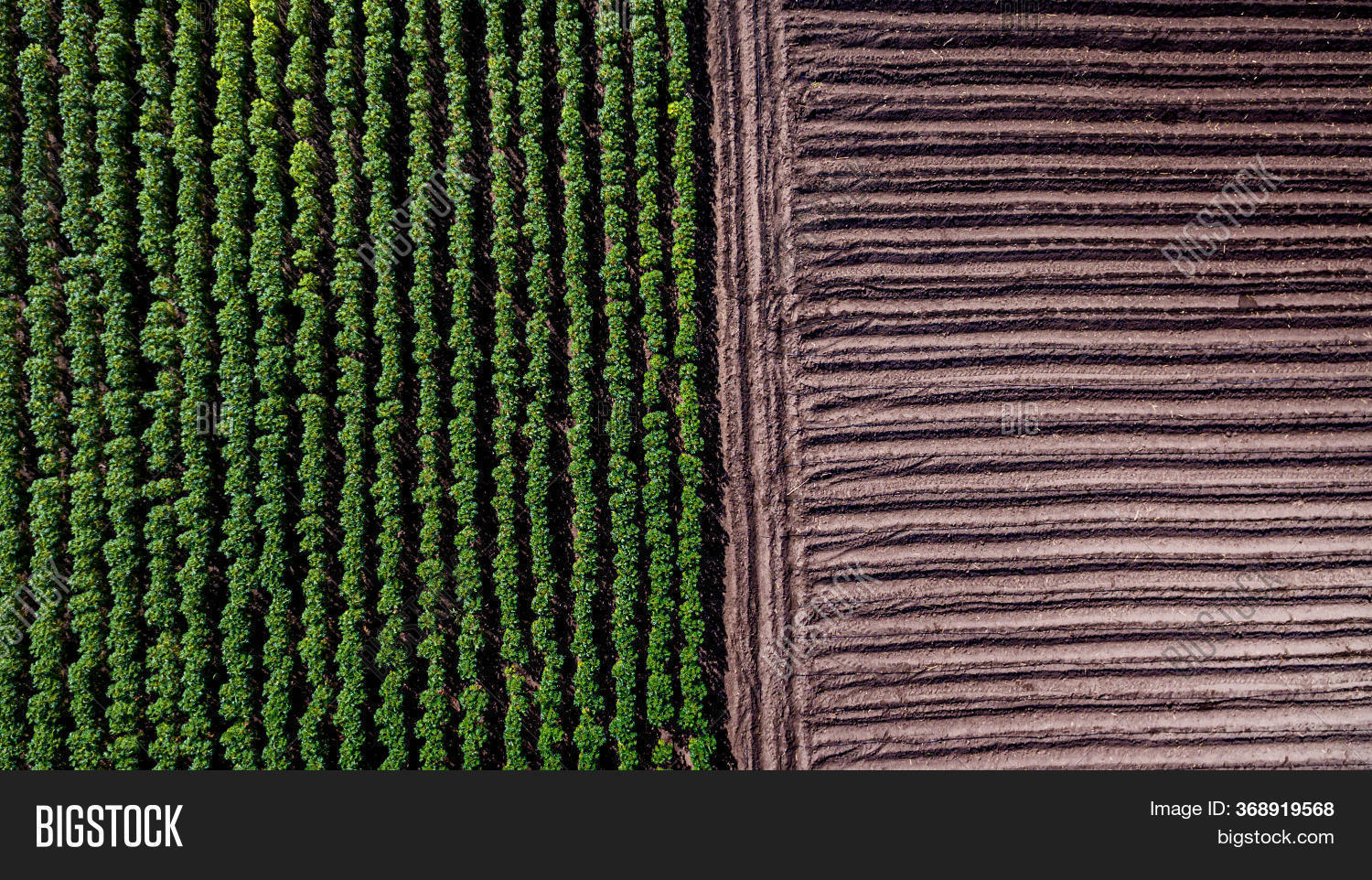 Aerial View Rows Soil Image & Photo (Free Trial) | Bigstock