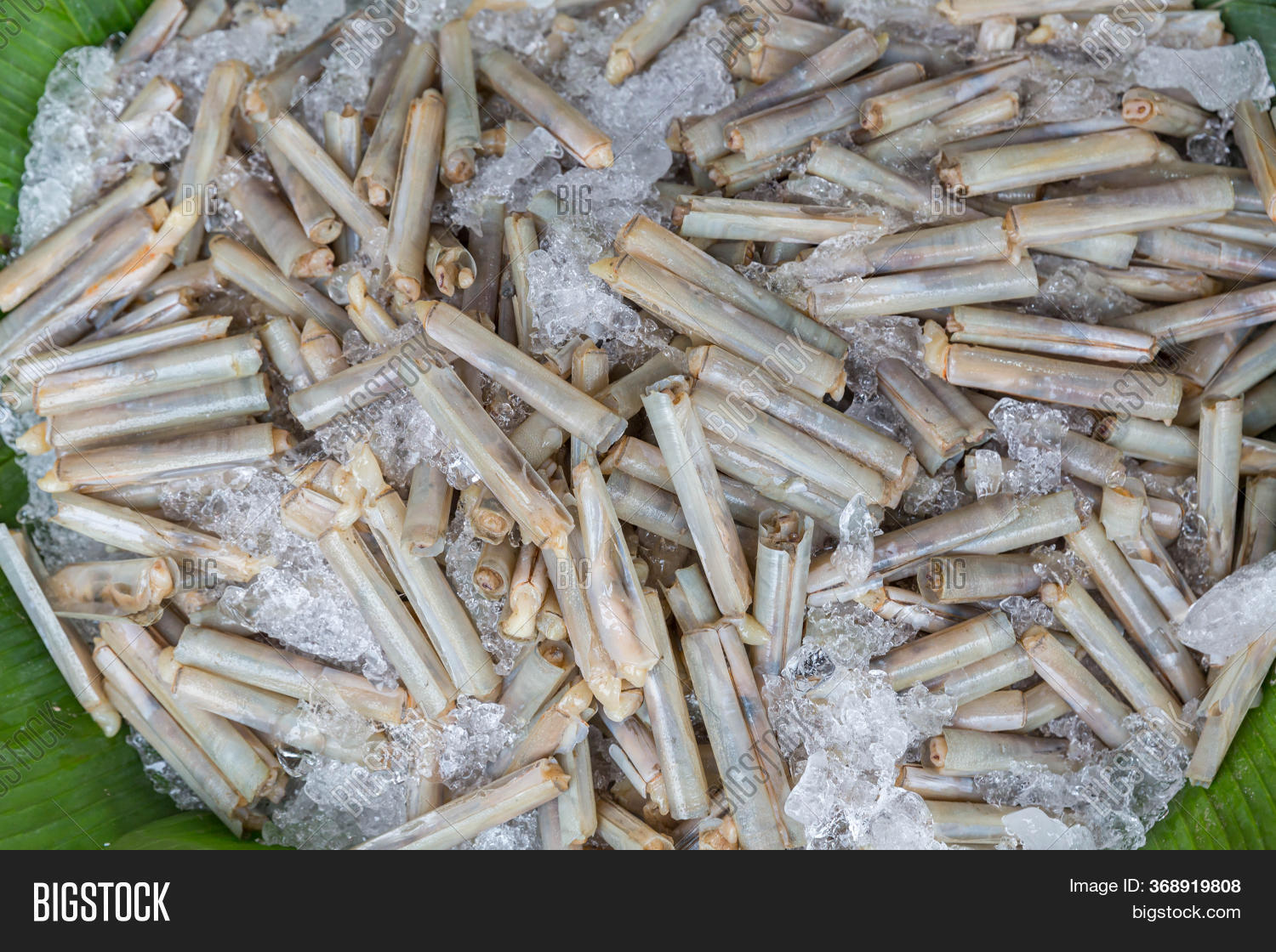 Fresh Razor Shell On Image & Photo (Free Trial) | Bigstock