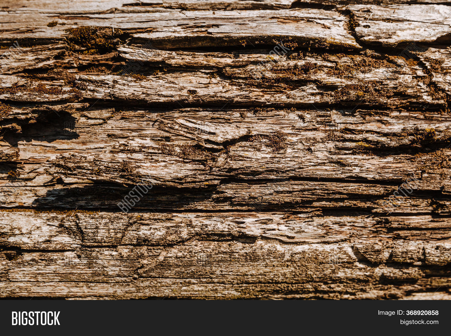 Close Texture Tree Image & Photo (Free Trial) | Bigstock