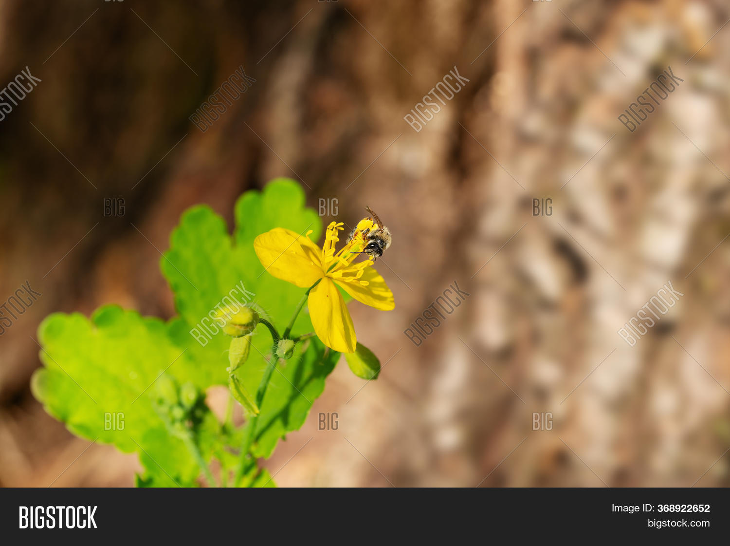 Celandine Flower Image & Photo (Free Trial) | Bigstock