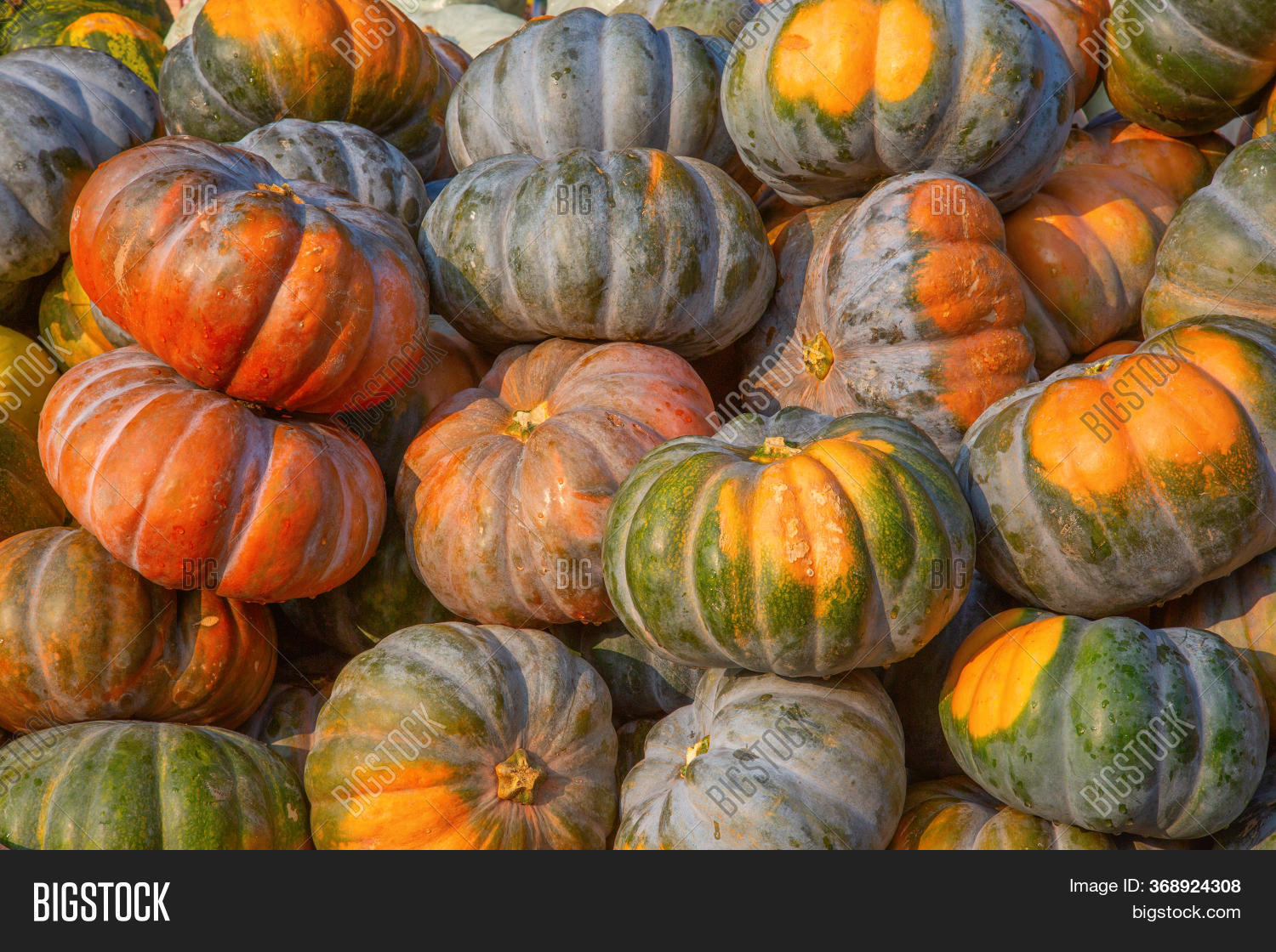 Colorful Pumpkins Image & Photo (Free Trial) | Bigstock