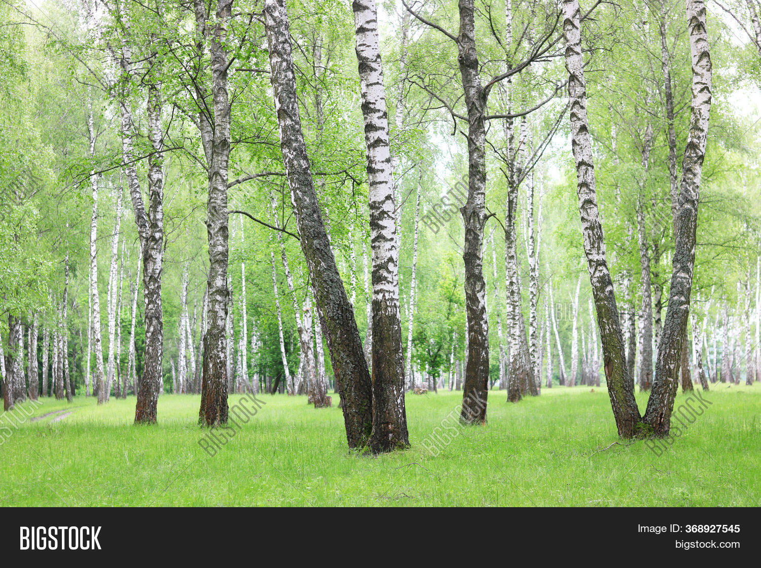 Beautiful Birch Trees Image & Photo (Free Trial) | Bigstock