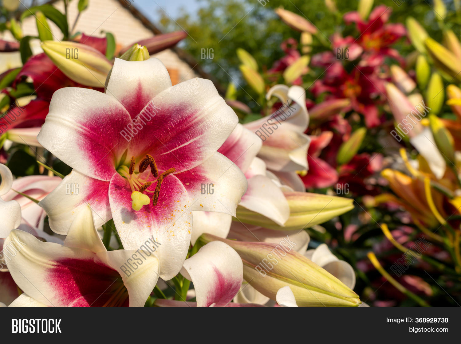White Lily Flower Red Image & Photo (Free Trial) | Bigstock