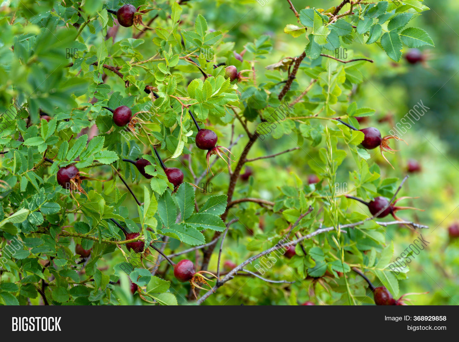 Green Shrub Rose Hips Image & Photo (Free Trial) | Bigstock