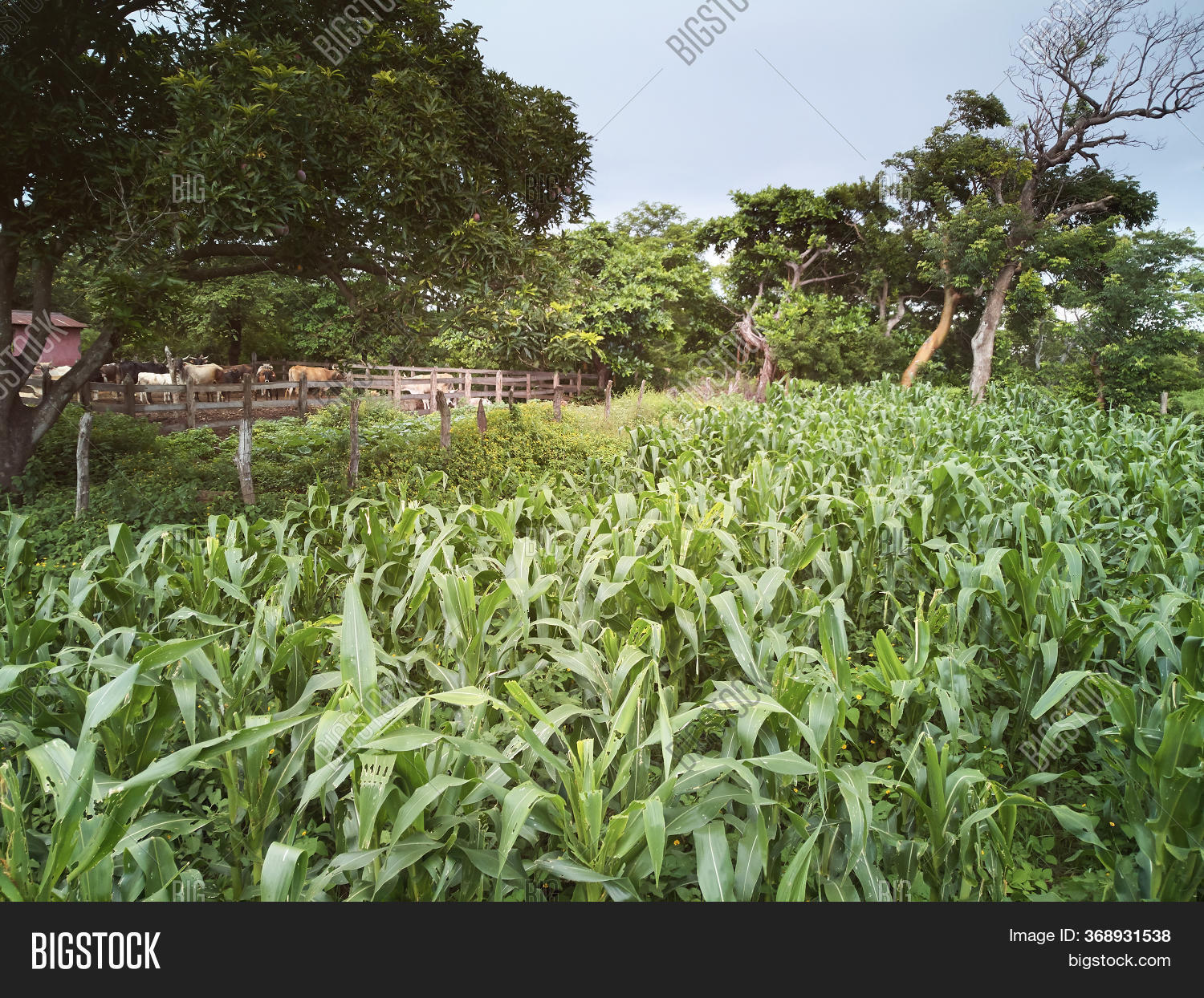 Green Natural Farm Image & Photo (Free Trial) | Bigstock