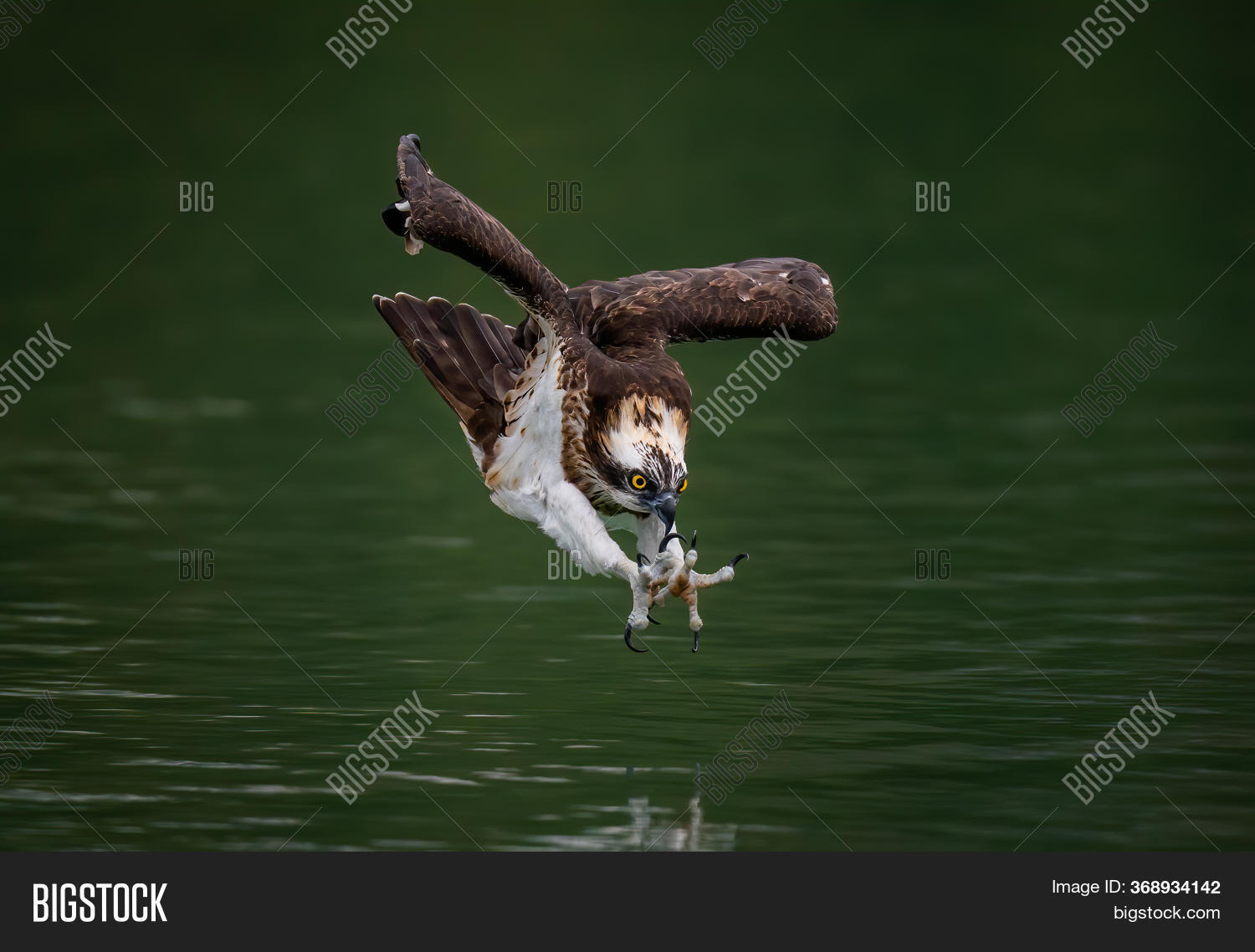 Osprey Diving Into Image & Photo (Free Trial) | Bigstock