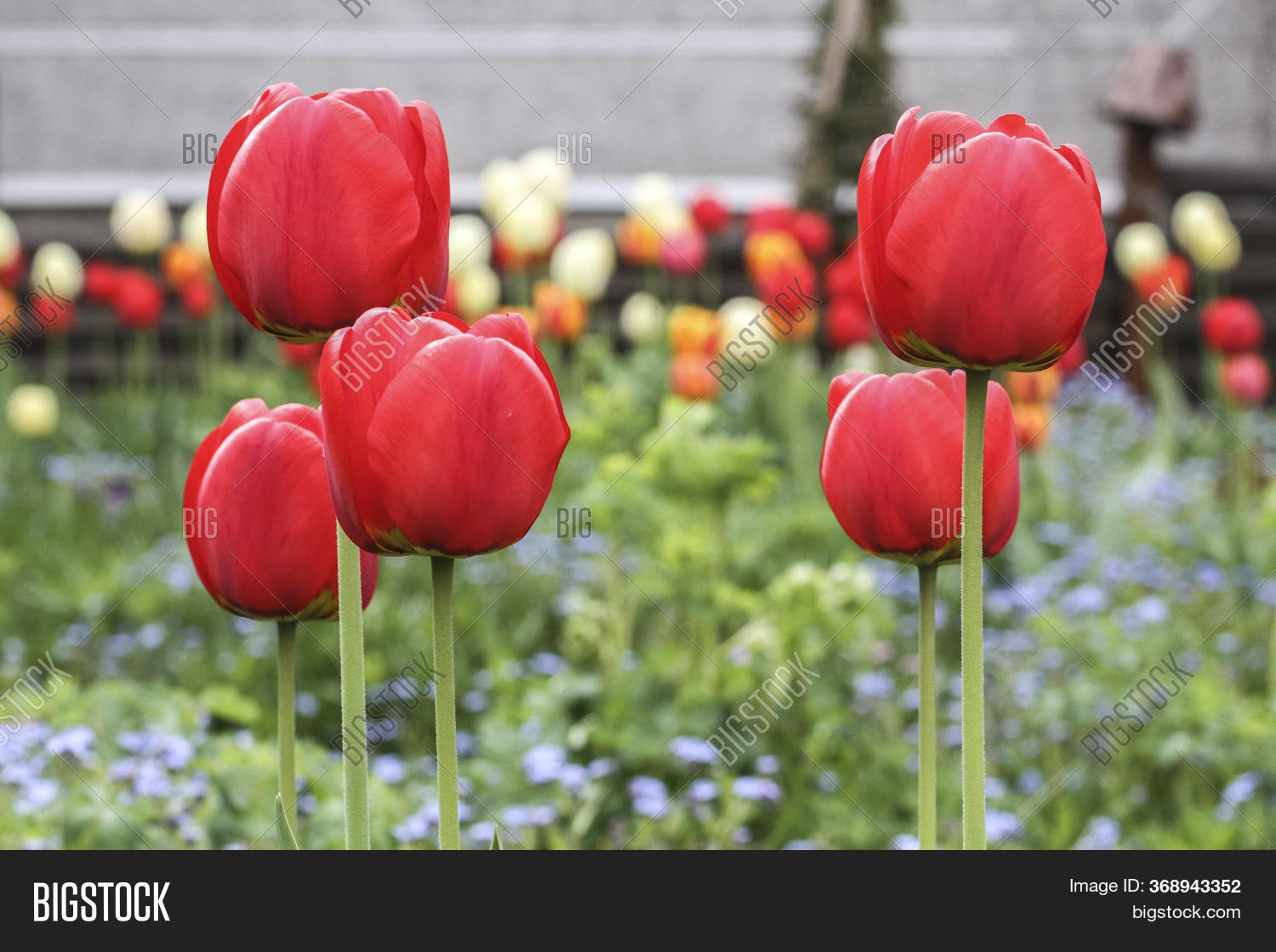 Red Tulip Buds Grow On Image & Photo (Free Trial) | Bigstock