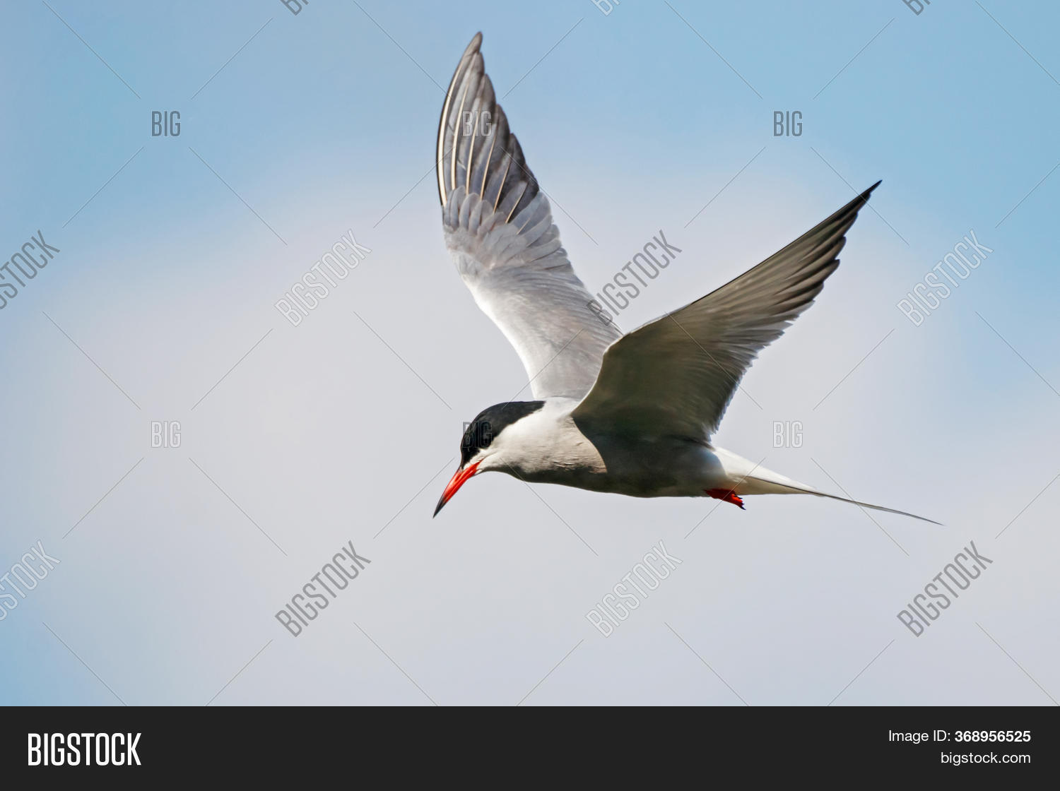 Common Tern Flying Sky Image & Photo (Free Trial) | Bigstock