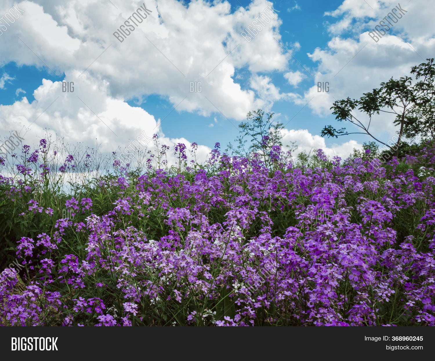 Field Purple Image & Photo (Free Trial) | Bigstock