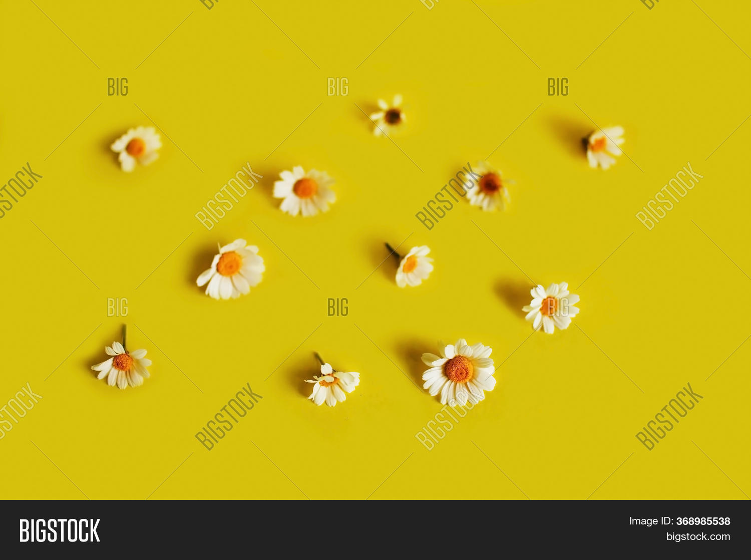 Isolated Colored Daisy Image & Photo (Free Trial) | Bigstock