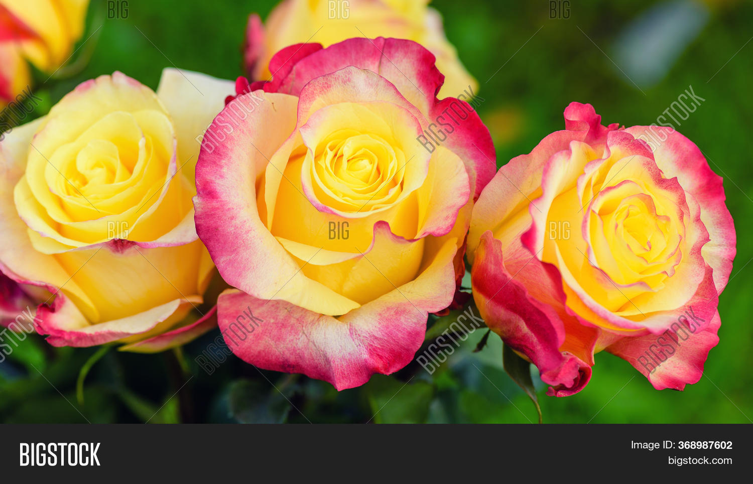 Macro Red Yellow Rose Image & Photo (Free Trial) | Bigstock